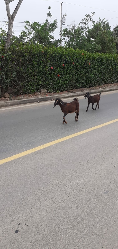 Domestic Goat from CWXG+G74, Arenillas, Ecuador on December 06, 2021 by ...