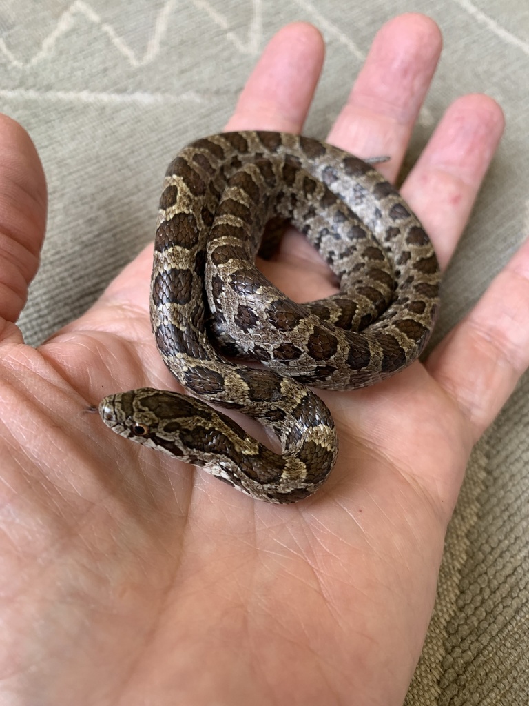 Prairie Kingsnake from Glacier Point Ct, Prosper, TX, US on June 18 ...