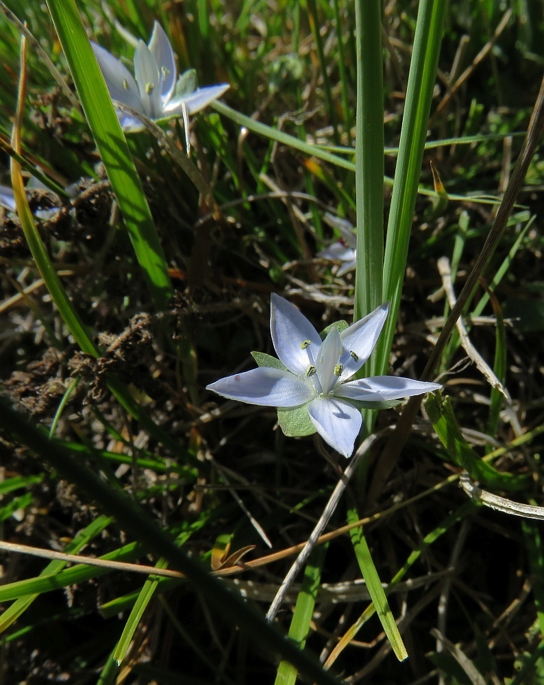 blue feltwort from Kotayk Province, Armenija on August 7, 2017 at 09:30 ...