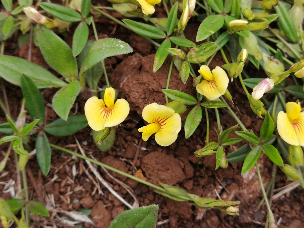 Cape Caterpillarbean (Magnoliopsida (Dicots) of the Mfolozi River ...