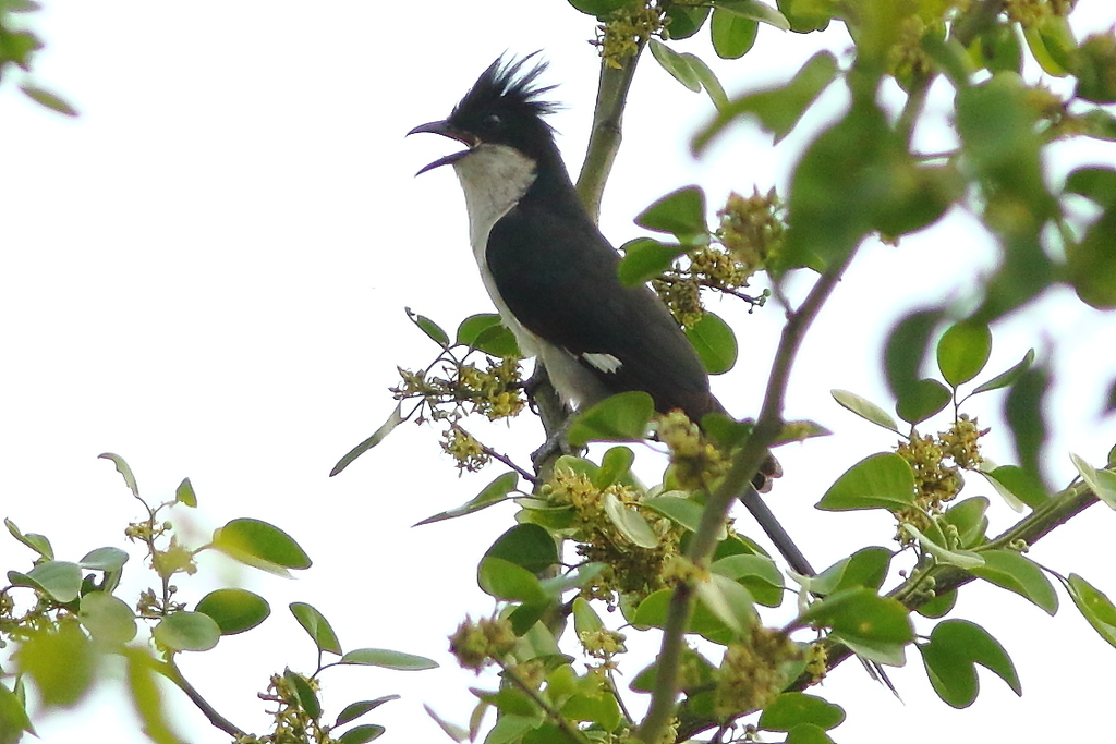 Pied Cuckoo from North Uthungulu, South Africa on November 11, 2021 at ...
