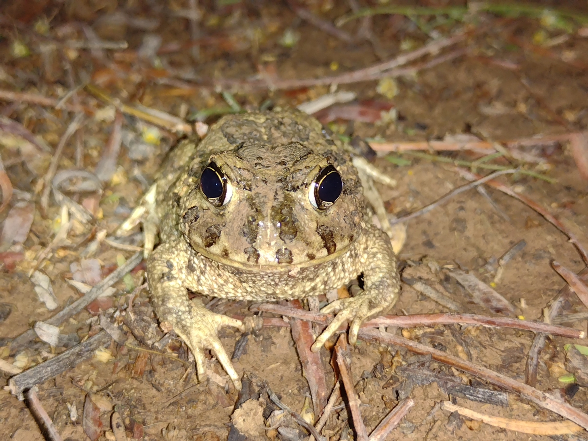 Odontophrynus americanus (Duméril & Bibron, 1841)
