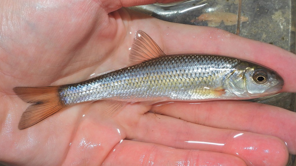 Fallfish from Font Hill Park on December 6, 2021 at 03:38 PM by Emilio ...