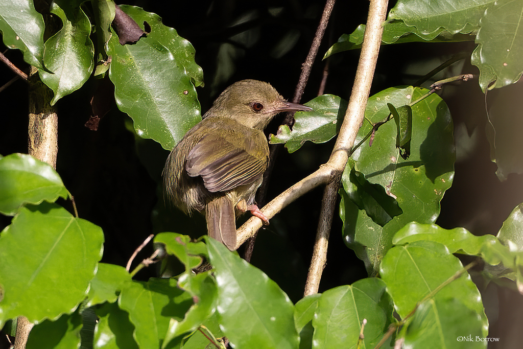 Gray Longbill from Twifo, Ghana on November 13, 2021 by Nik Borrow ...