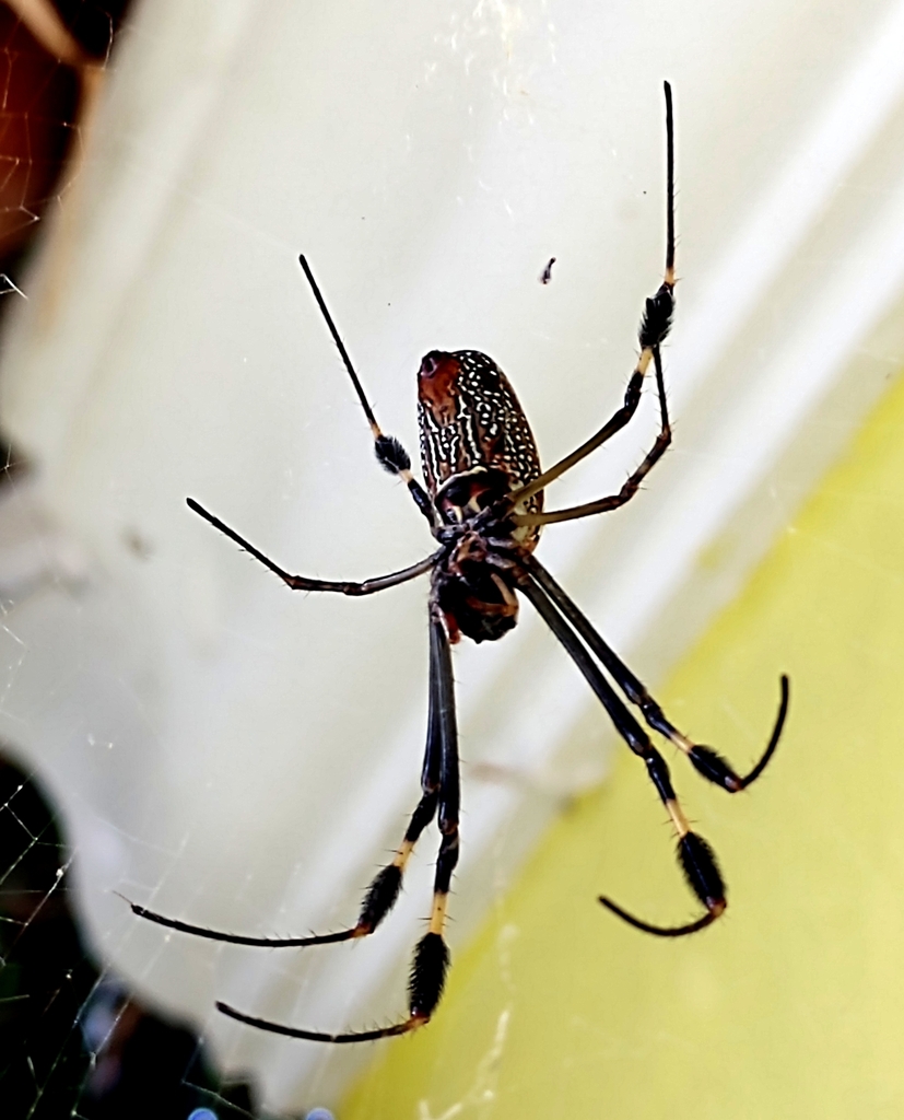 Golden Silk Spider from 45967 Jal., México on December 5, 2021 at 11:45 ...