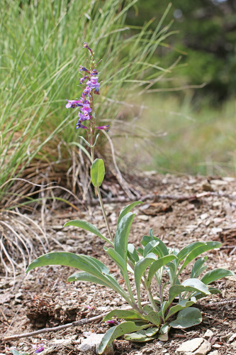 Variety Penstemon pachyphyllus pachyphyllus · iNaturalist United Kingdom