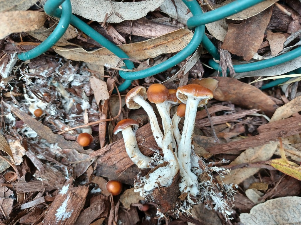 Wavy Cap in December 2021 by Marcus Berdak · iNaturalist