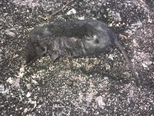 Asian Gray Shrew (Crocidura attenuata) · iNaturalist United Kingdom