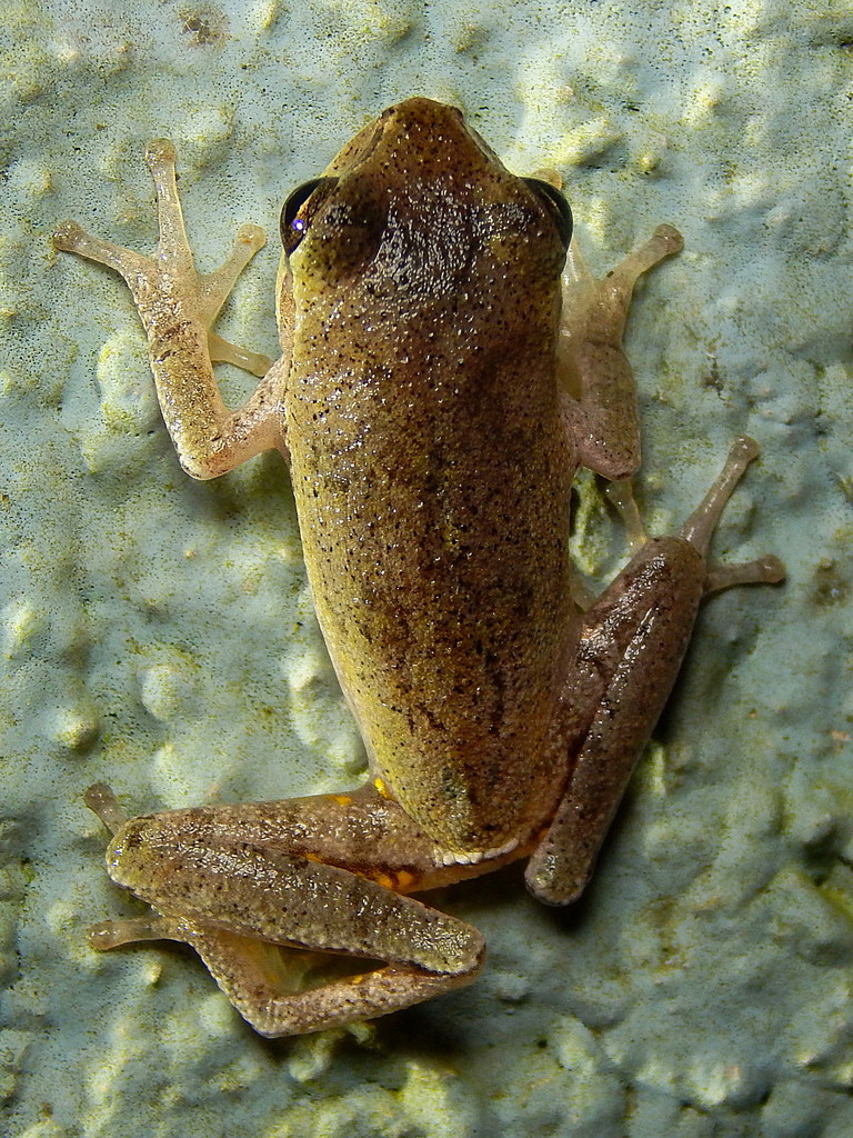 Pine Woods Tree Frog in September 2020 by G. L. Dearman. Observed on ...