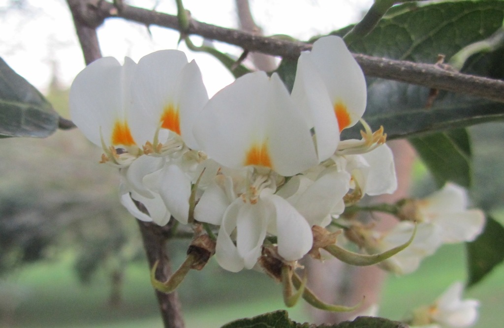 Forest Camwood (Baphia racemosa) - Botanical Realm