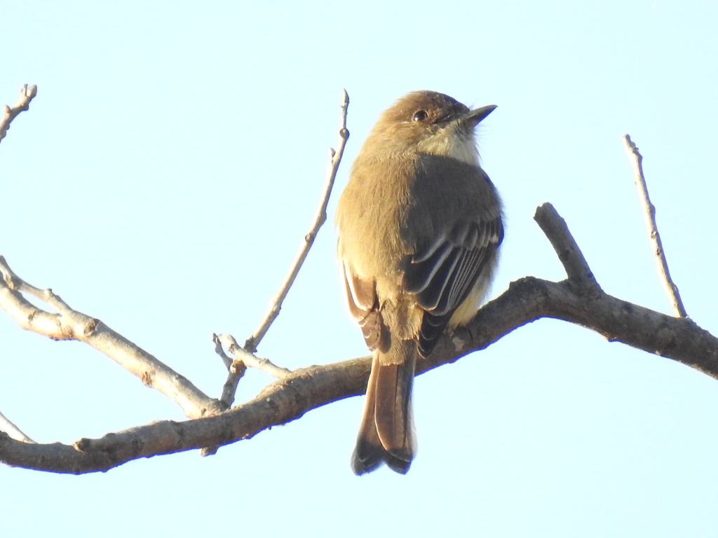 Eastern Phoebe from Lewisville, TX, USA on December 06, 2021 at 05:29 ...