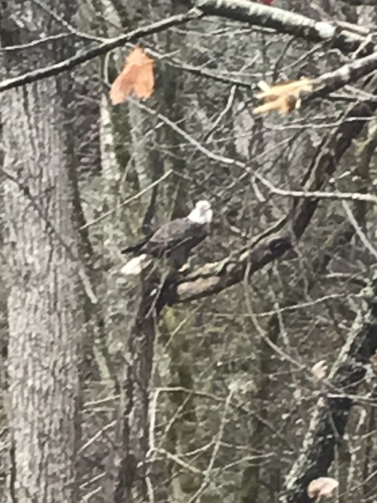 Bald Eagle from Mabe Stanleytown Rd, Duffield, VA, US on December 6 ...