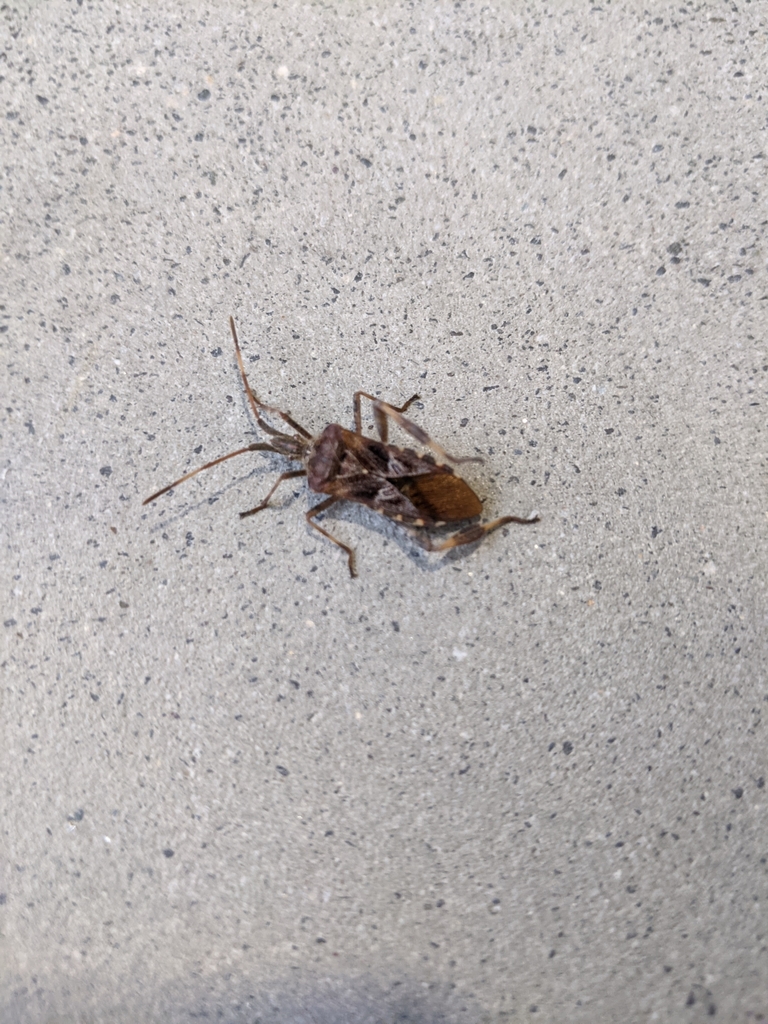 Western Conifer Seed Bug from Water & Environmental Center, Walla Walla ...