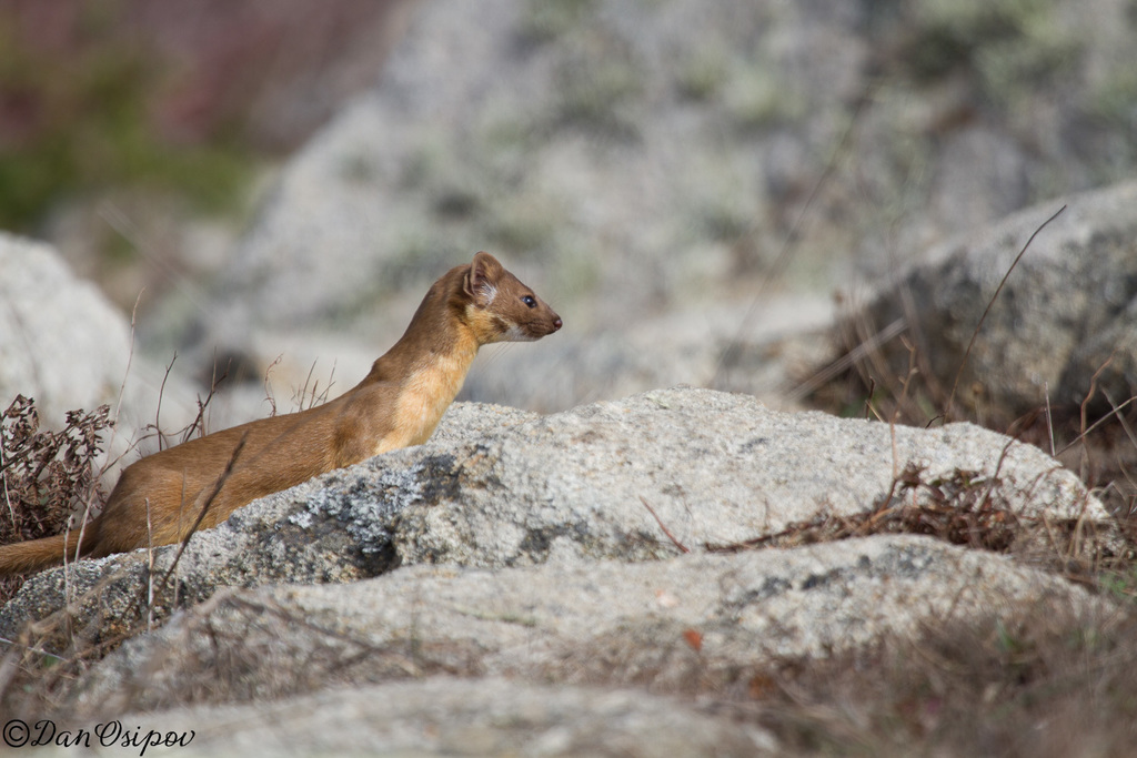 Long-tailed Weasel from Marin County, CA, USA on October 31, 2015 at 10 ...