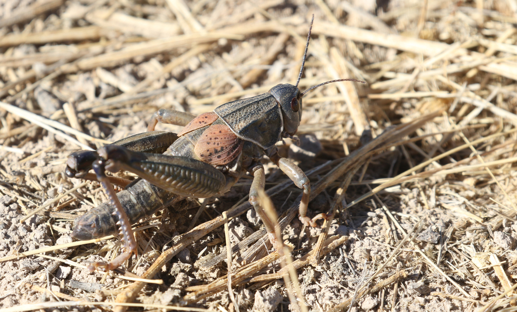 Plains Lubber Grasshopper from Hudspeth County, TX, USA on December 05 ...