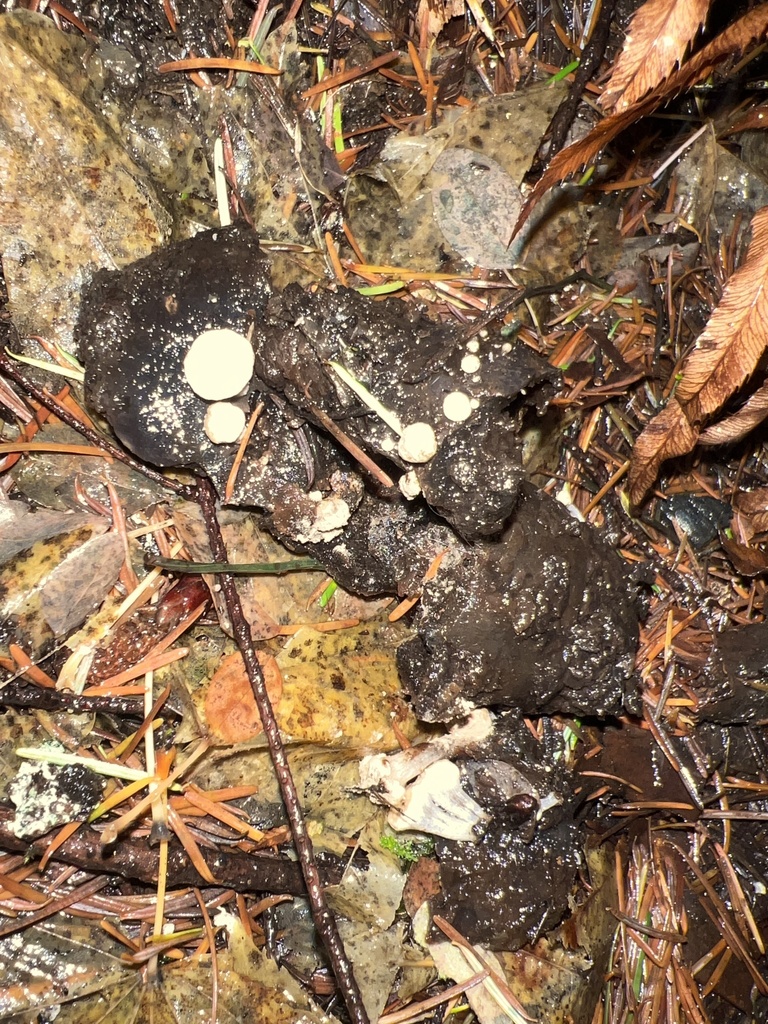 Powder Cap from Lane County, US-OR, US on December 06, 2021 at 02:22 PM ...