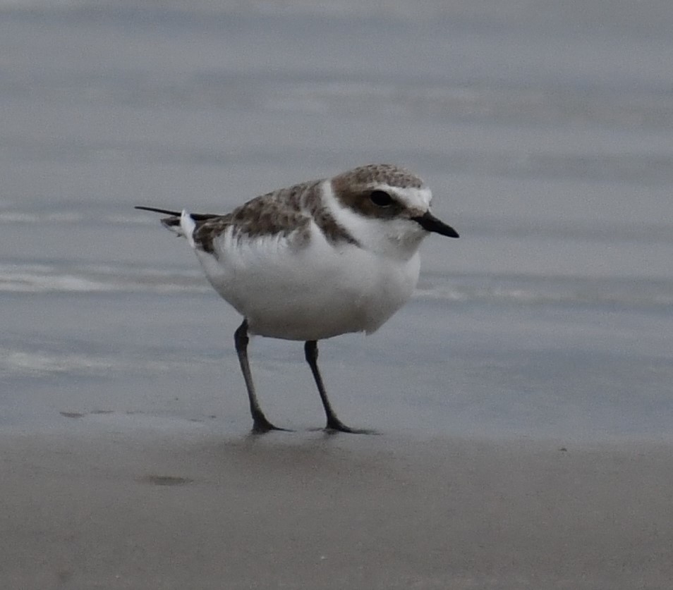 Snowy Plover from Corpus Christi, TX, USA on December 6, 2021 at 03:59 ...