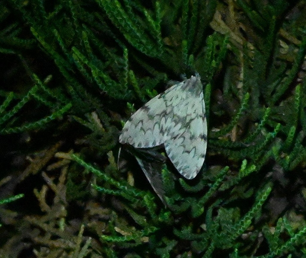 Parocneria from Nanjing, Jiangsu, China on September 23, 2021 at 10:10 ...