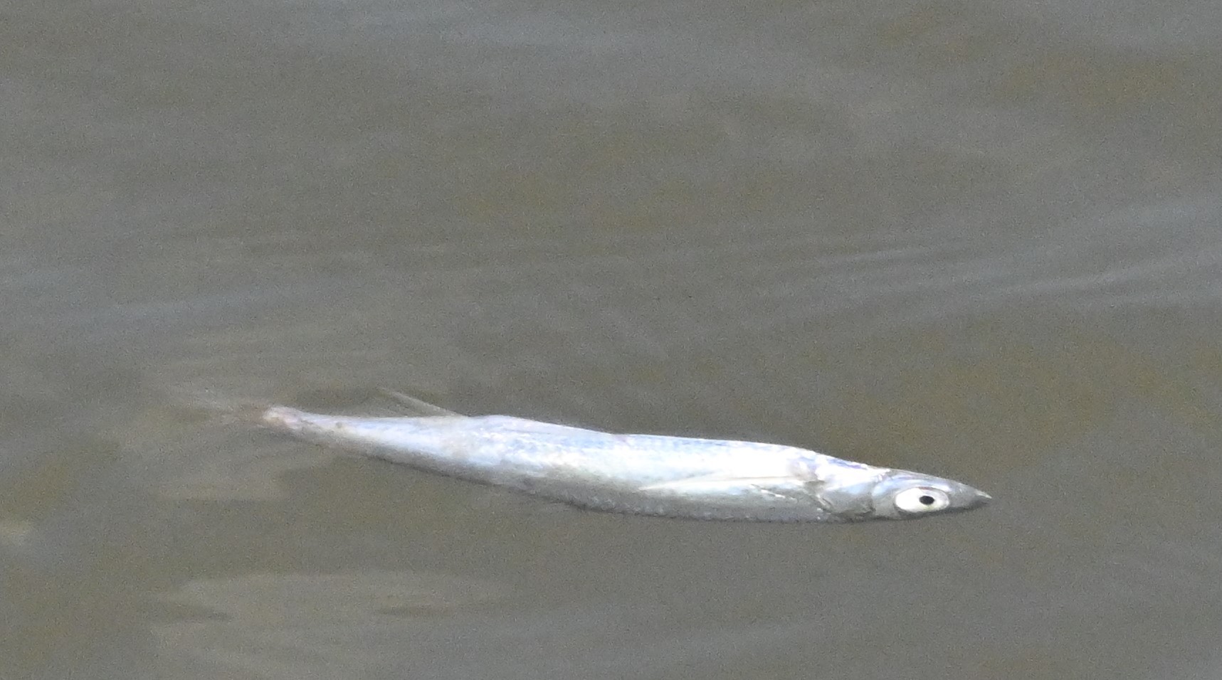 Hemiculter leucisculus (Basilewsky, 1855)