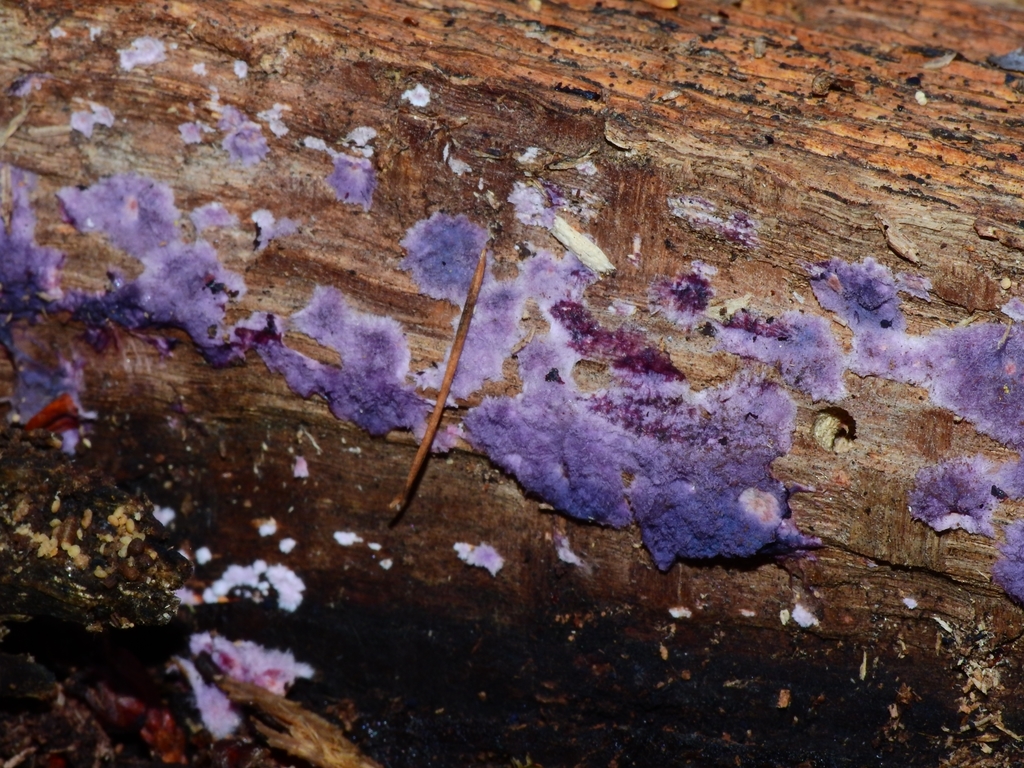 Purple Fuzz from Scotts Valley, CA 95060, USA on December 05, 2021 at ...