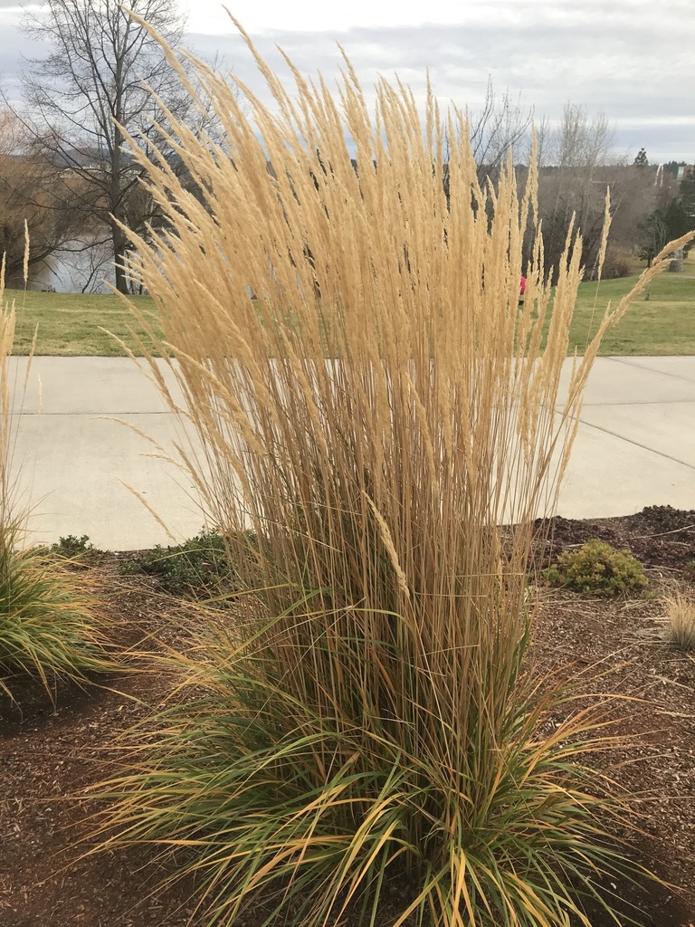 grasses from University District, Spokane, WA, USA on December 01, 2021 ...