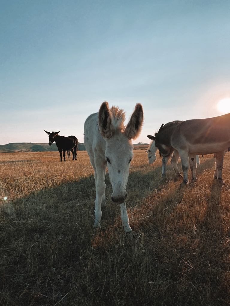 Donkey from W Cheyenne Rd, Colorado Springs, CO, US on November 20 ...
