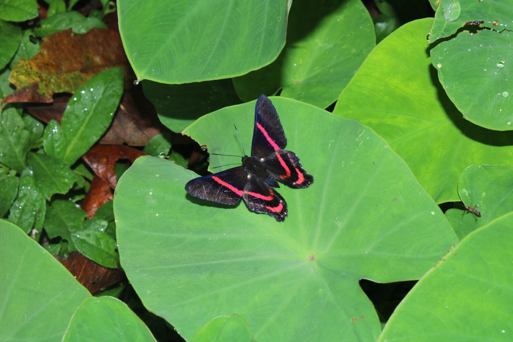 Ancyluris from Gonzalo Pizarro, EC-SU, EC on December 05, 2021 at 03:22 ...