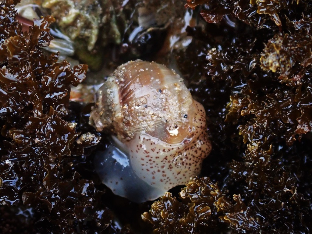 Spotted Sand Shell from Woody Head NSW 2466, Australia on December 5 ...