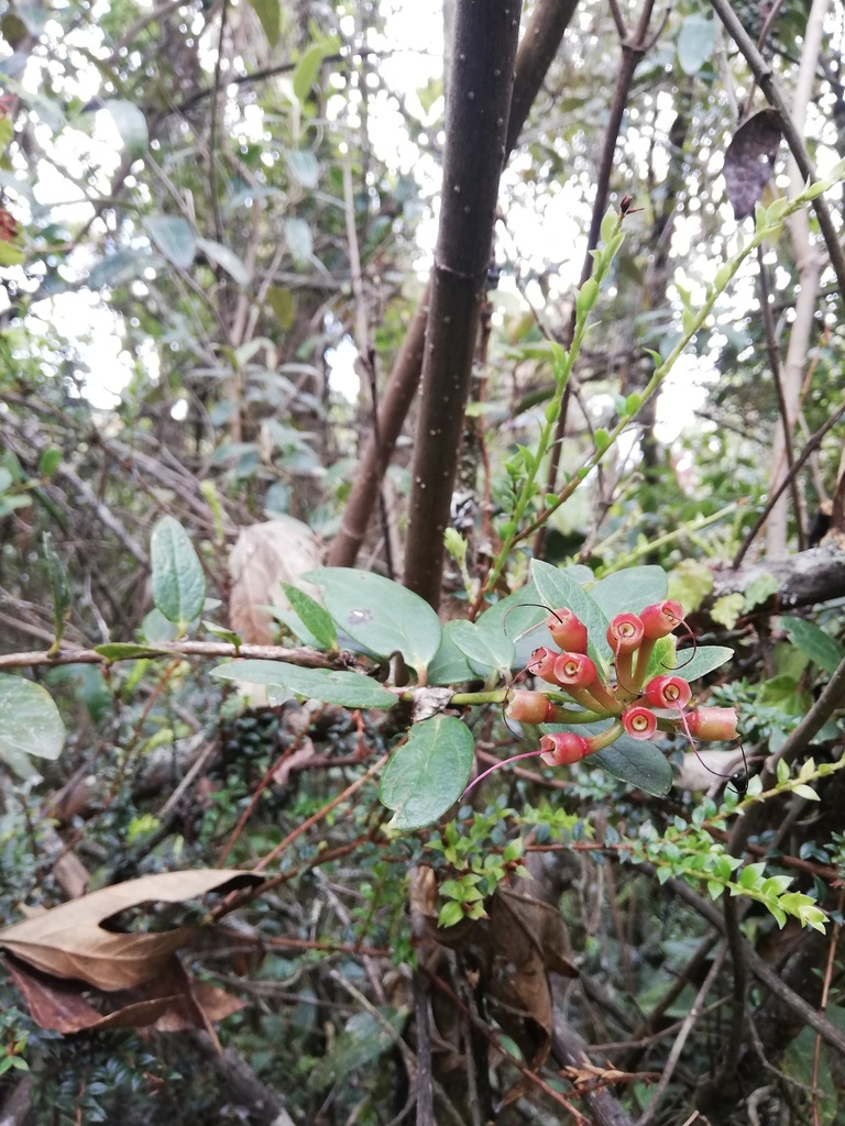Macleania rupestris from La Florida on September 15, 2021 at 11:17 AM ...