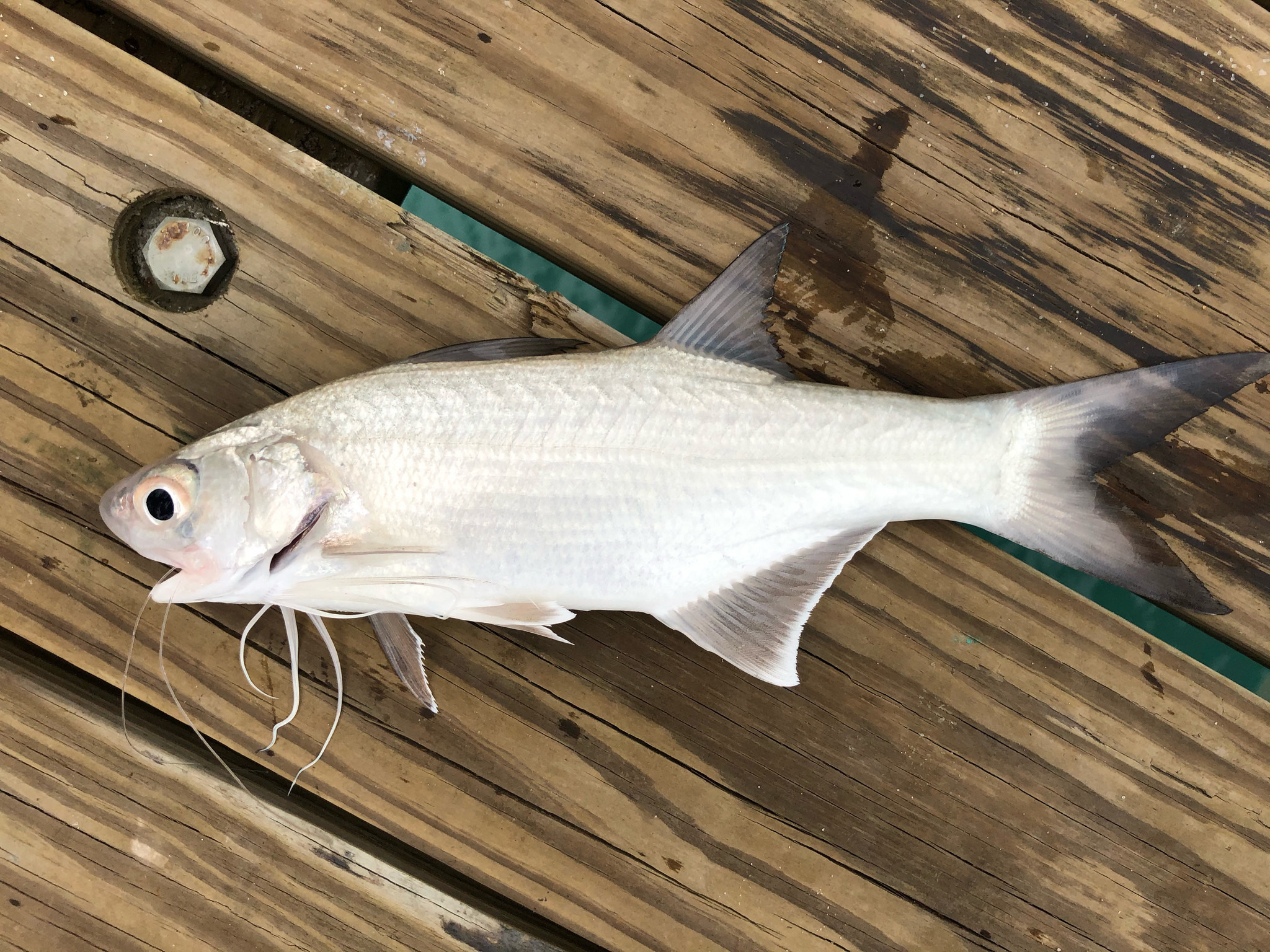 Polydactylus virginicus (Linnaeus, 1758)