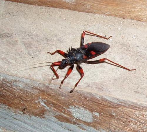 género Psytalla · NaturaLista Colombia