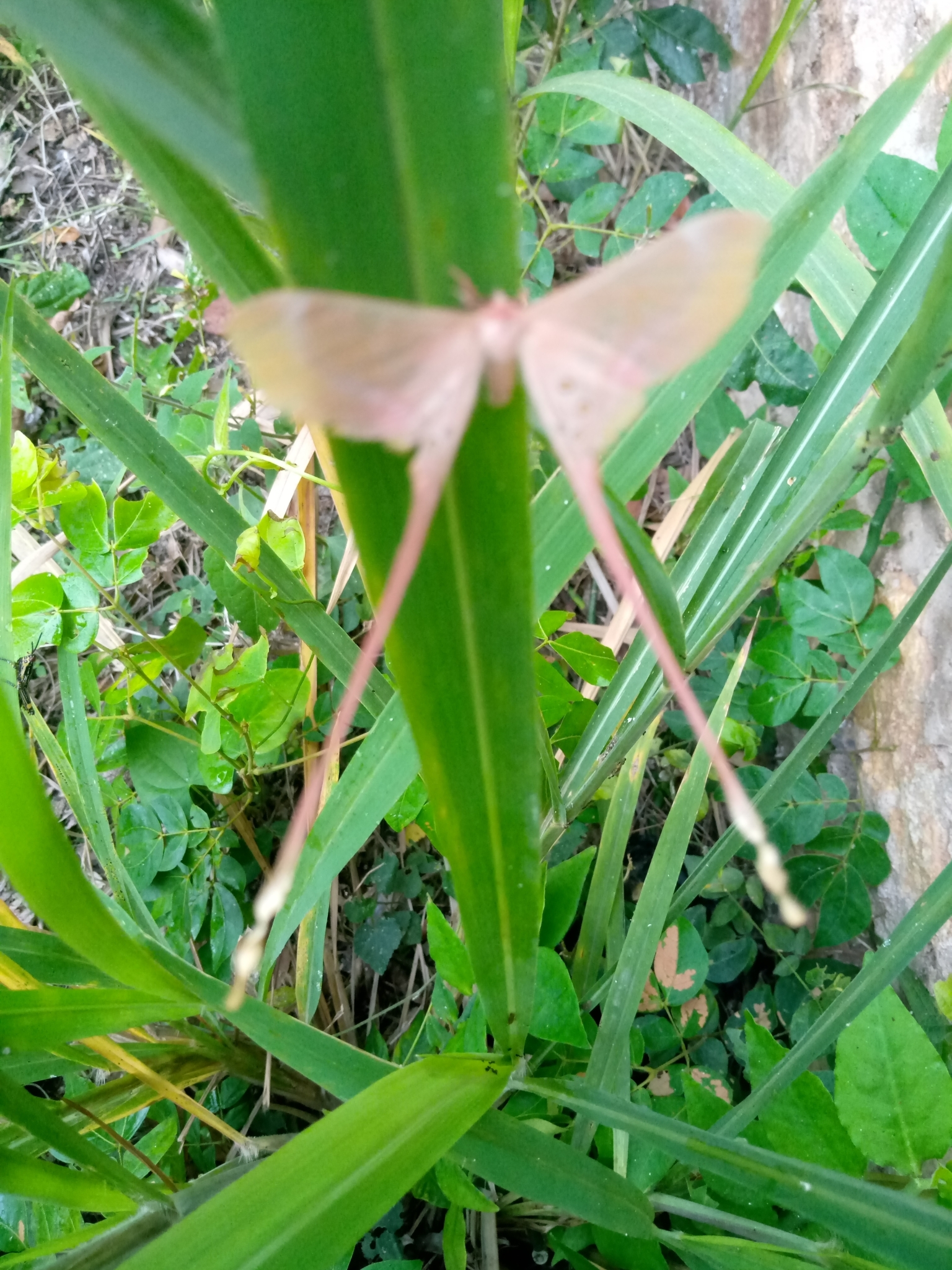 Eudaemonia argus Fabricius, 1781