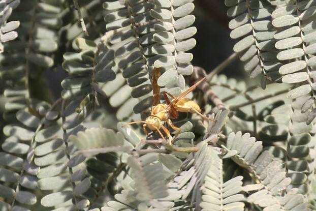 Golden Paper Wasp from Veterans Oasis Park, Chandler, AZ, US on ...