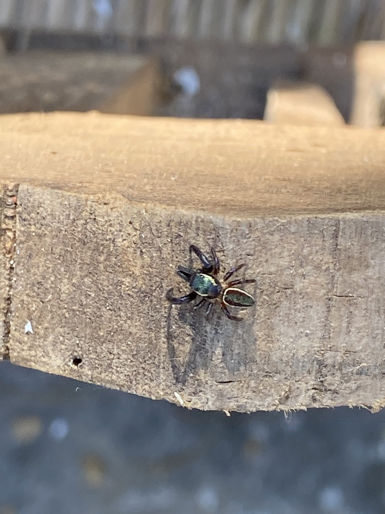 Bagheera kiplingi from San Blas, NAY, MX on November 24, 2021 at 11:57 ...