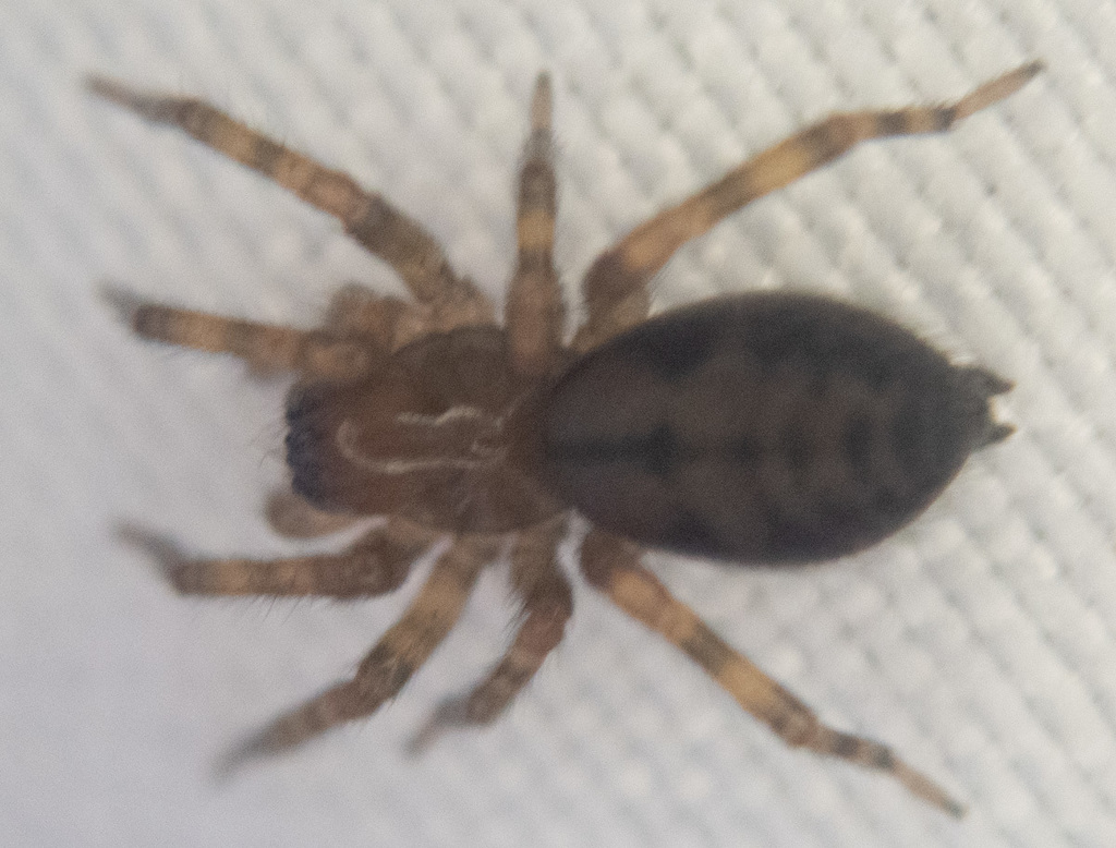 Spiders from Park Street, Sitka, AK on July 12, 2021 at 12:17 AM by M ...