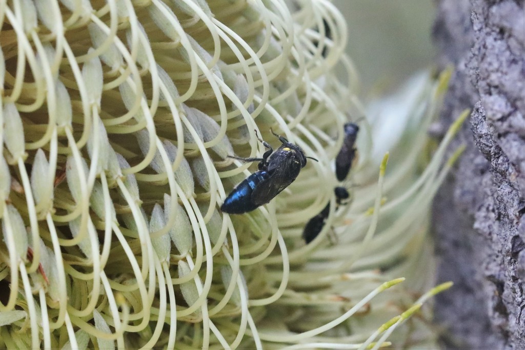 Masked Bees from Woombah NSW 2469, Australia on December 5, 2021 at 09: ...