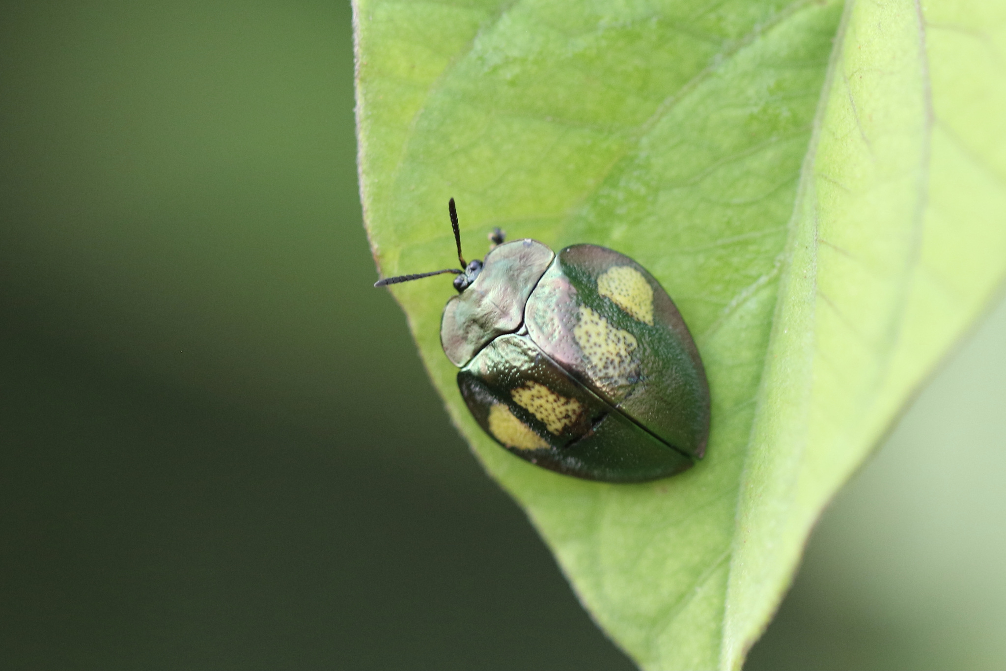 Stolas discoides (Linnaeus, 1758)