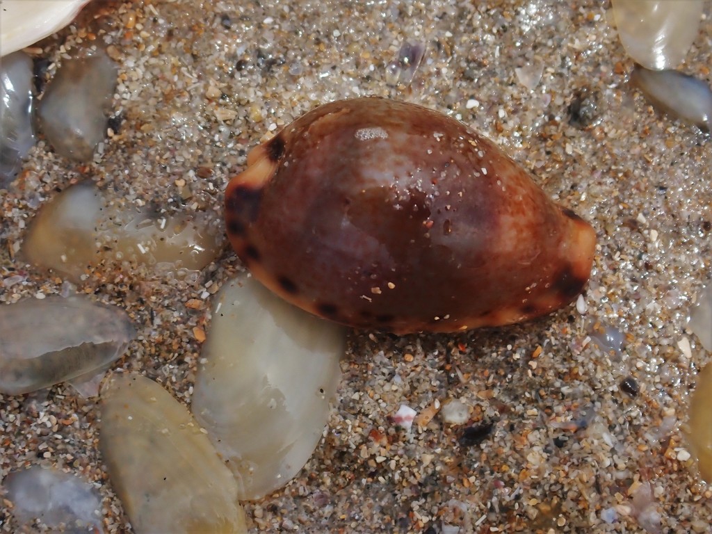 yellow-toothed cowrie from Iluka NSW 2466, Australia on December 06 ...