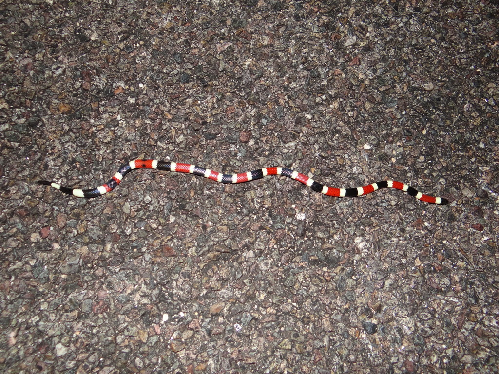 arizona coral snake in August 2012 by timoteo_b · iNaturalist
