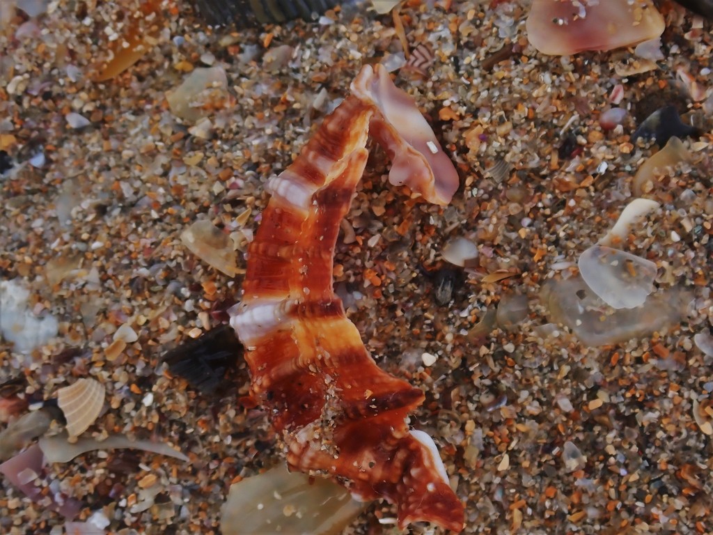 Granular Frog Shell from Iluka NSW 2466, Australia on December 06, 2021 ...