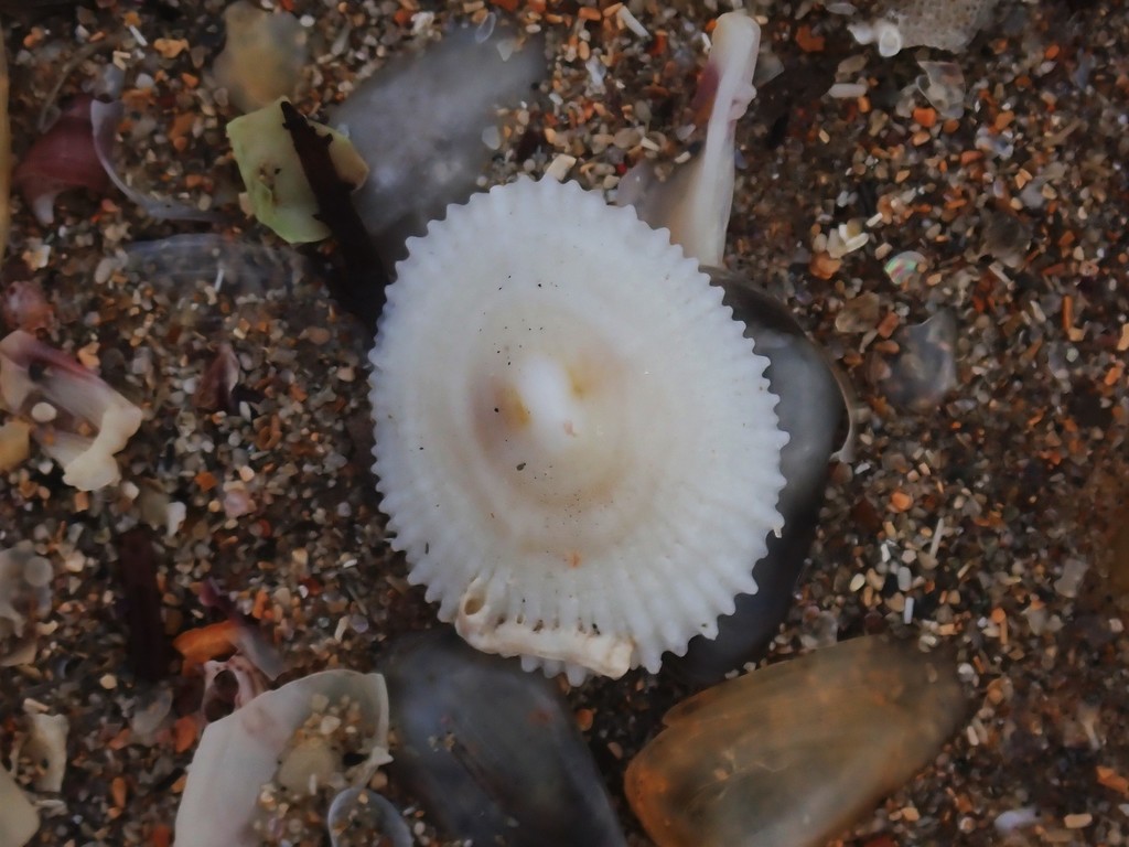 Cap-shaped False Limpet from Iluka NSW 2466, Australia on December 06 ...