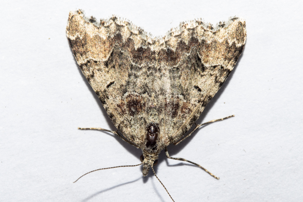 Helastia cryptica from St Bathans, New Zealand on December 03, 2021 at ...