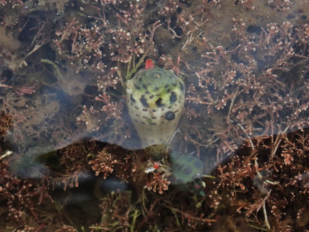 Music Cone from Iluka New South Wales, Australia on December 06, 2021 ...