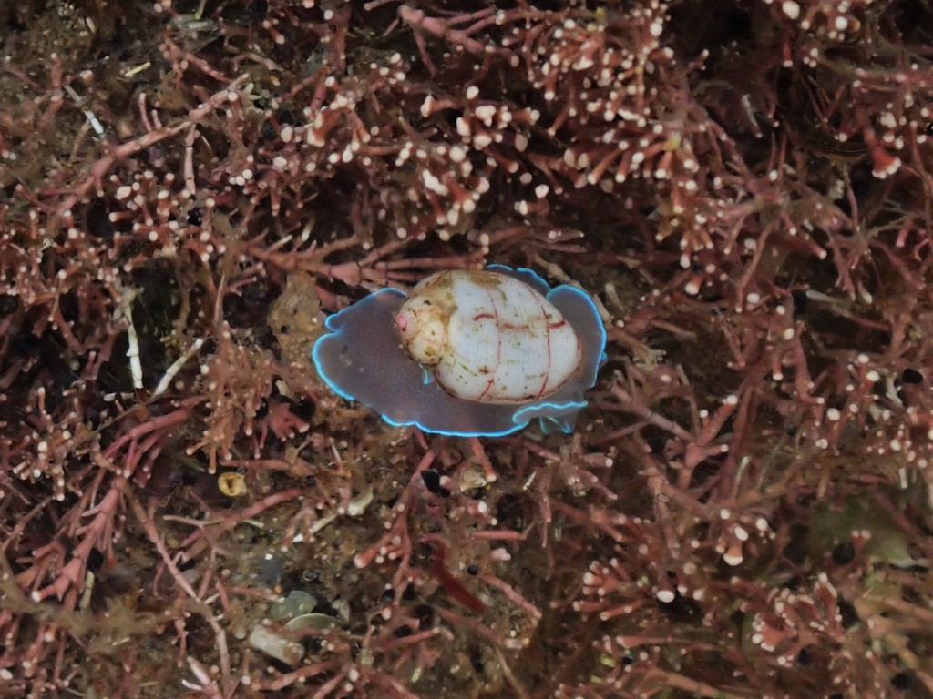 Red-lined Bubble Snail from Iluka New South Wales, Australia on ...