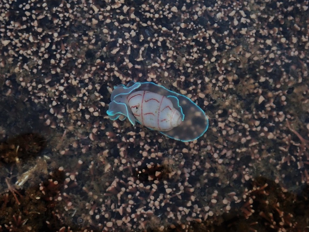 Red-lined Bubble Snail from Iluka New South Wales, Australia on ...
