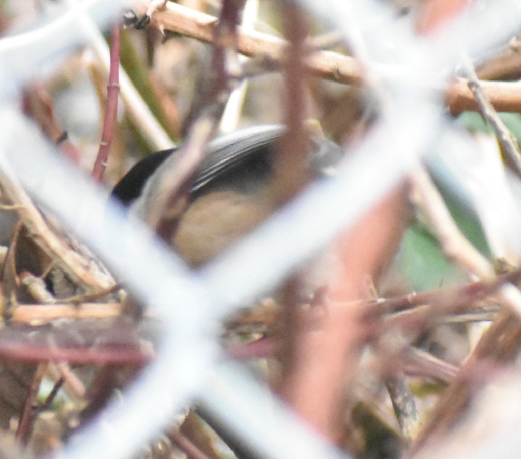 Black-capped Chickadee from Everett, WA, USA on November 29, 2021 at 12 ...