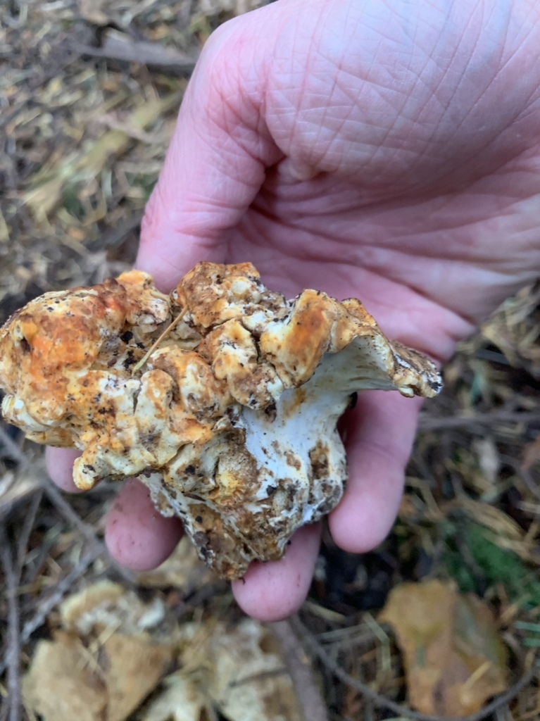 lobster mushroom from N Garden Terr, Bellingham, WA, US on December 06 ...