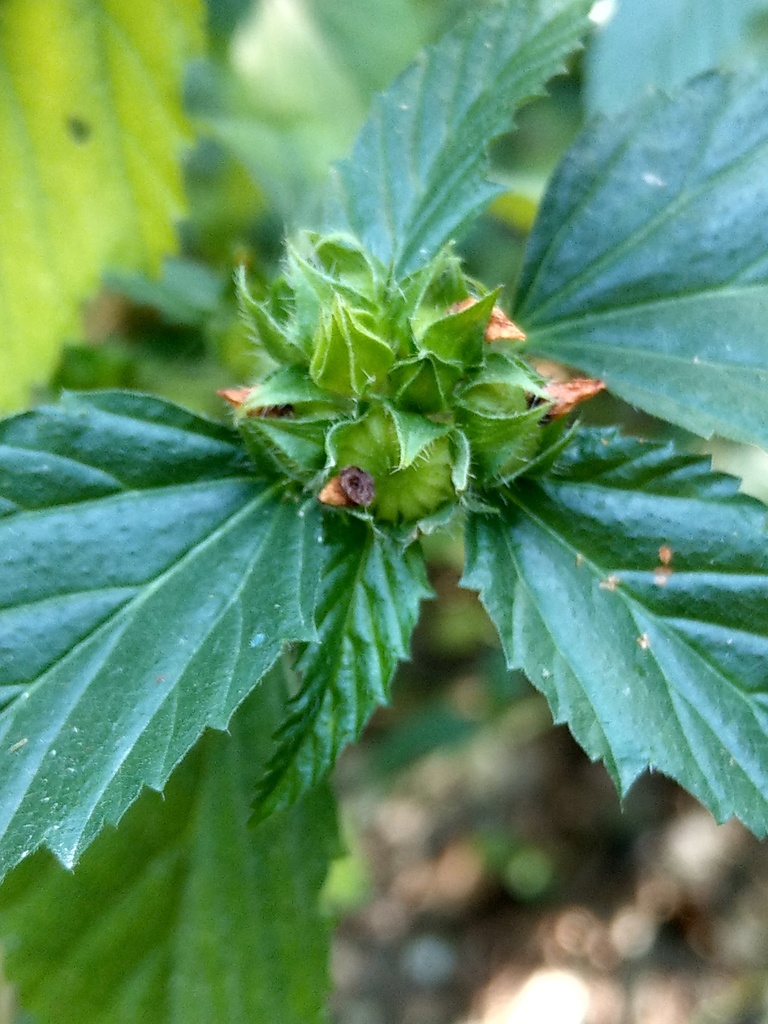 three-lobe false mallow from 台灣高雄市 on December 7, 2021 at 09:13 AM by ...