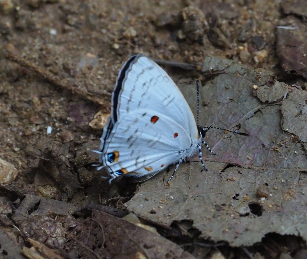 Anthene rubrimaculata from 6PC3+PM8, Kidayi, Tanzania on January 14, 2019 at 08:33 AM by Phil ...
