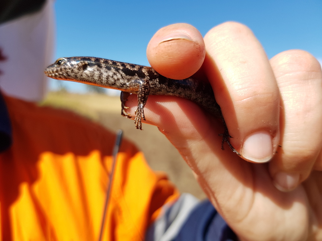 Bar-sided Skink from Charlton QLD 4350, Australia on June 05, 2018 at ...